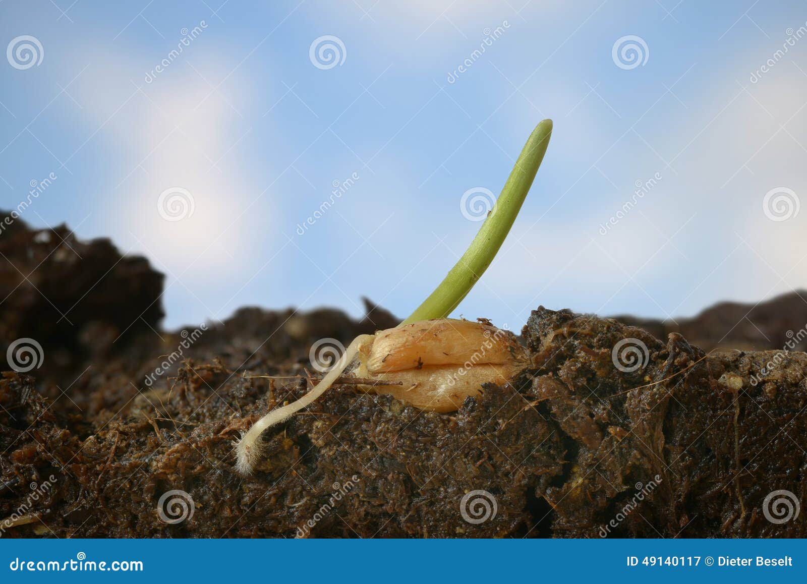 Wheat grain stock image. Image of basic, closeup, economy - 49140117