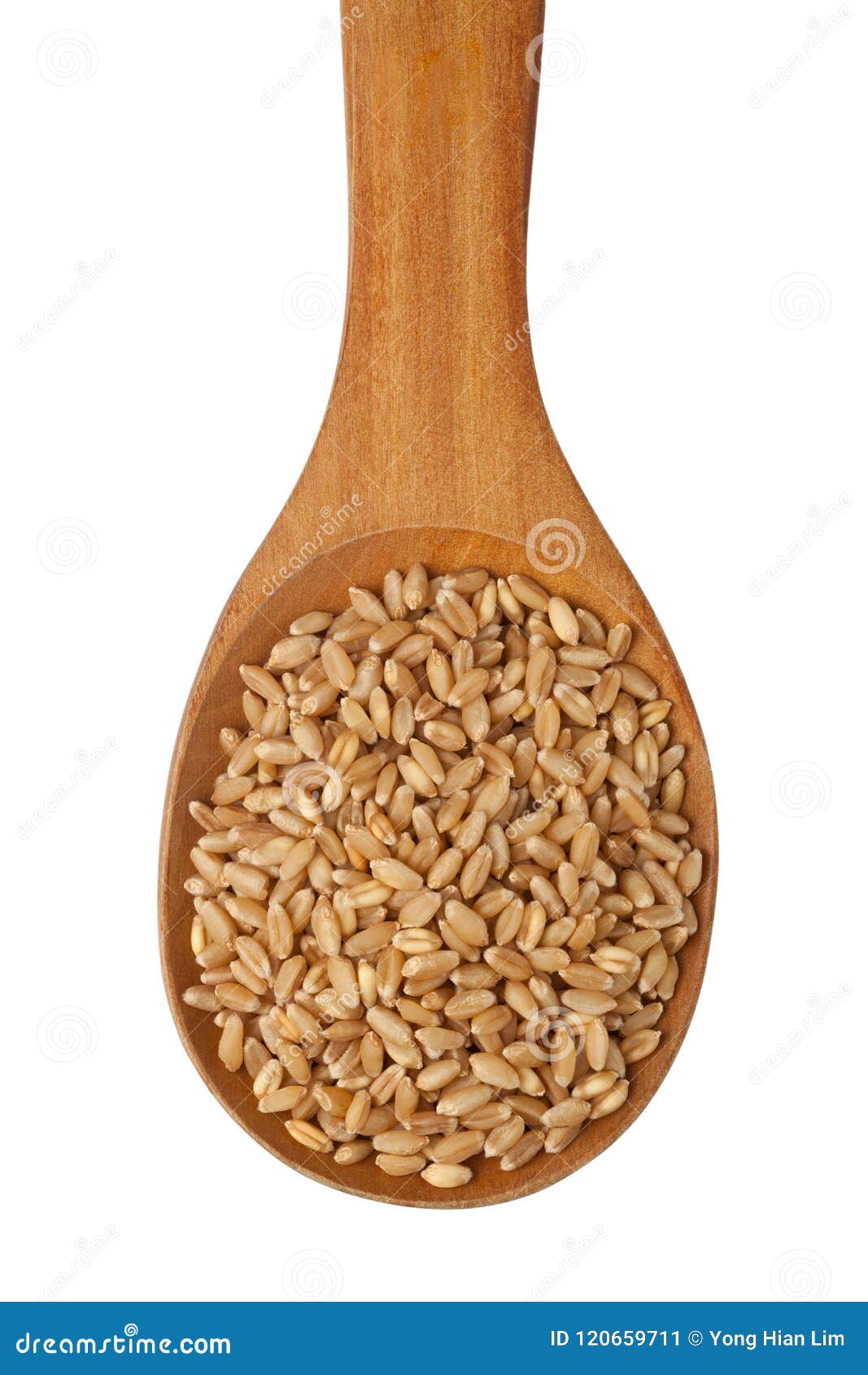 Wheat grain in a spoon stock image. Image of spoon, agriculture - 120659711