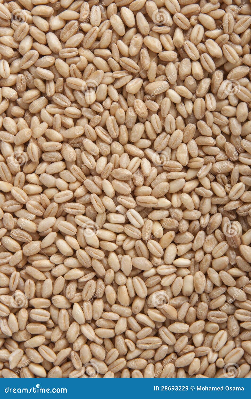 Wheat Grain Texture stock image. Image of bake, product - 28693229