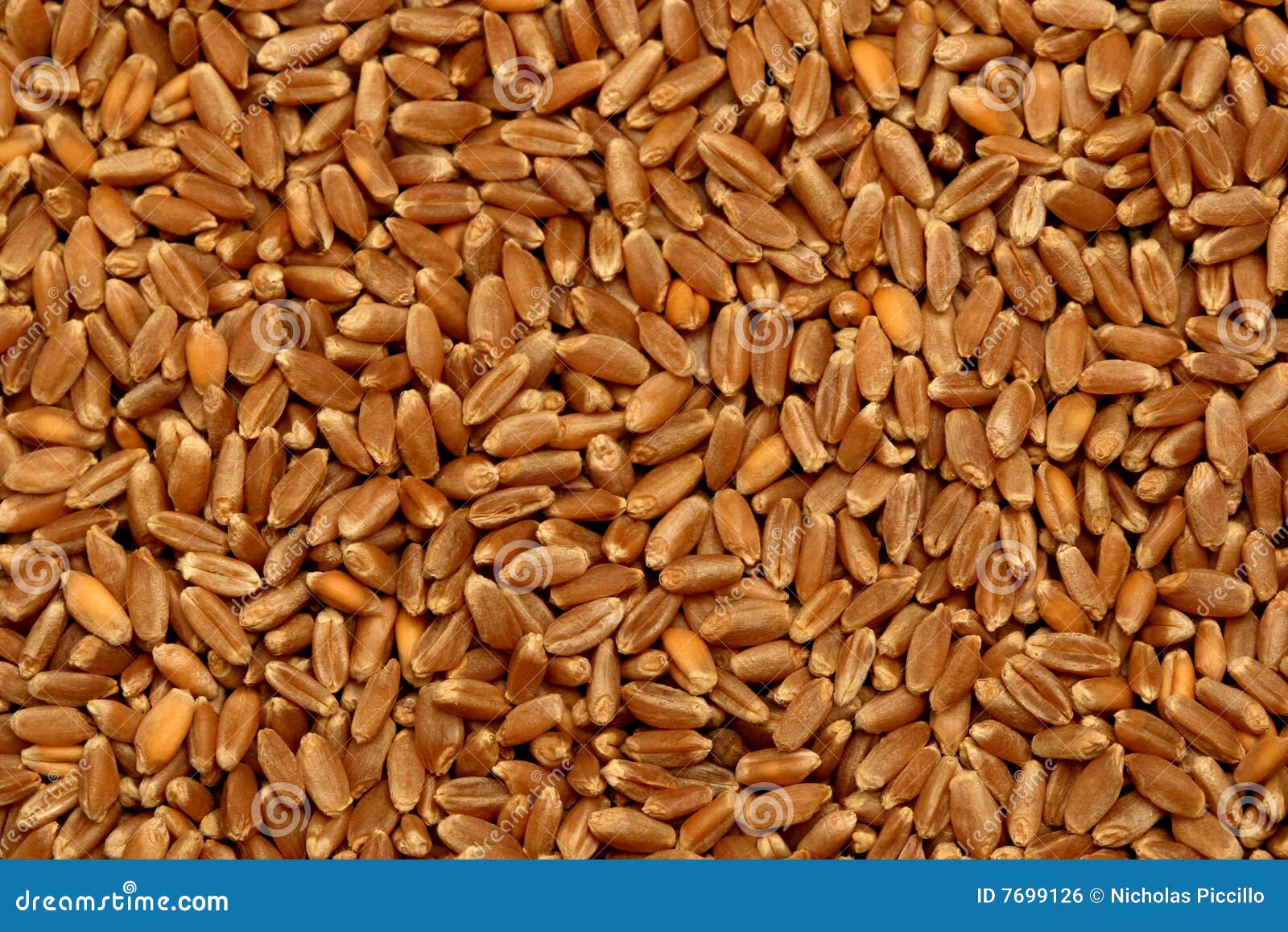 Wheat Grain Texture stock photo. Image of health, macro - 7699126