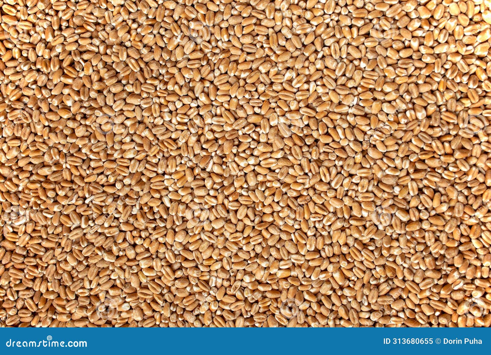 Wheat Grain Texture, Abstract Backdrop, Close Up Stock Image - Image of ...