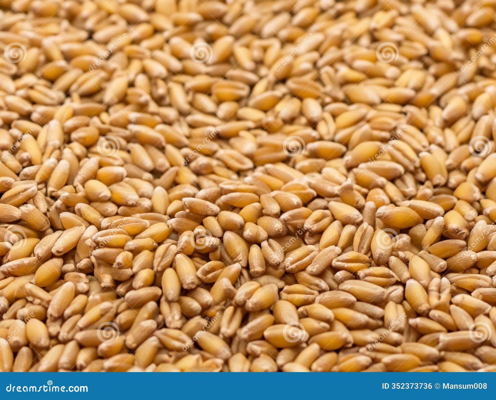 Wheat Grain Texture Background Stock Photo - Image of plant, natural ...