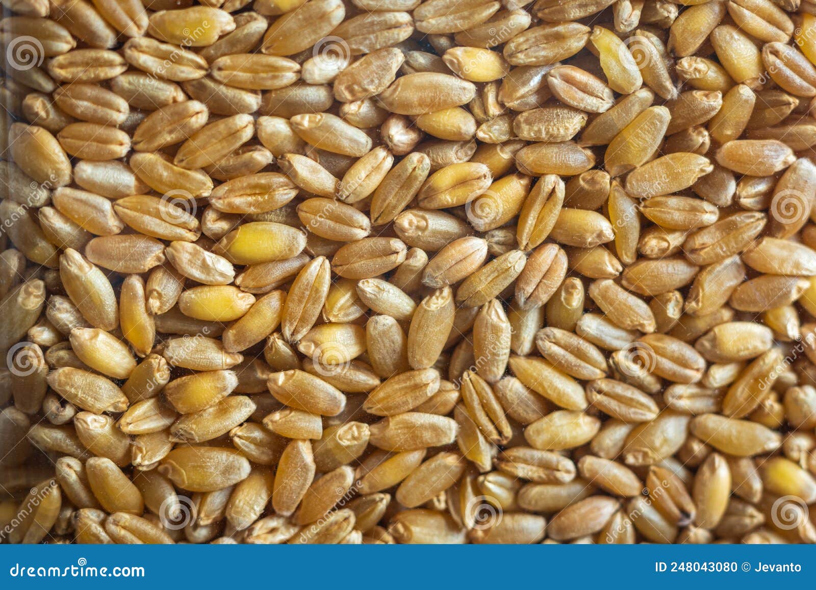 Wheat Grain Texture Background Closeup Stock Photo - Image of flat ...