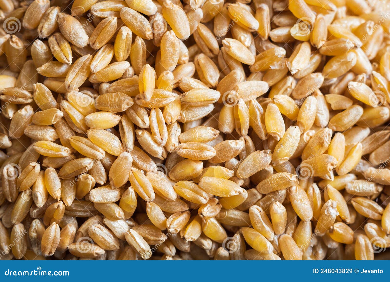 Wheat Grain Texture Background Closeup Stock Image - Image of cereal ...