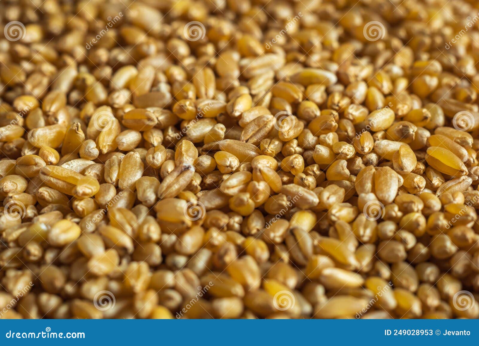 Wheat Grain Texture Background Closeup Stock Image - Image of pile ...