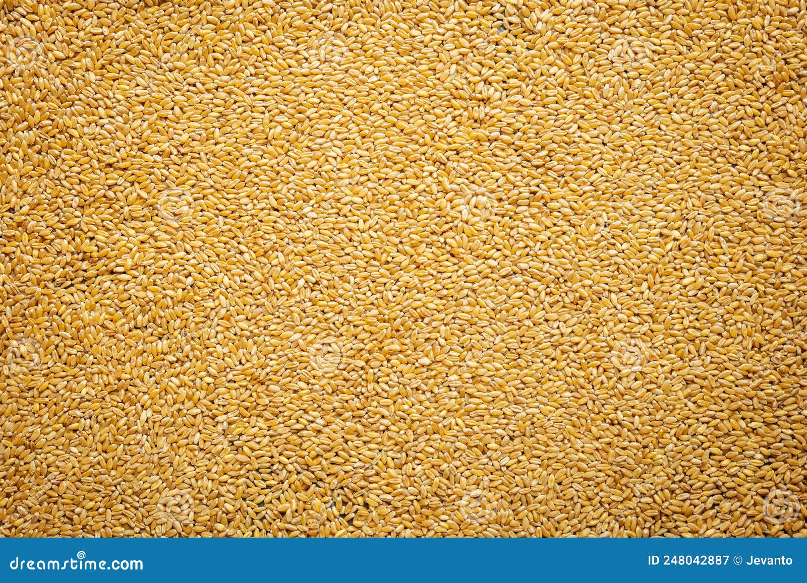 Wheat Grain Texture Background Flat Overhead View Stock Image - Image ...