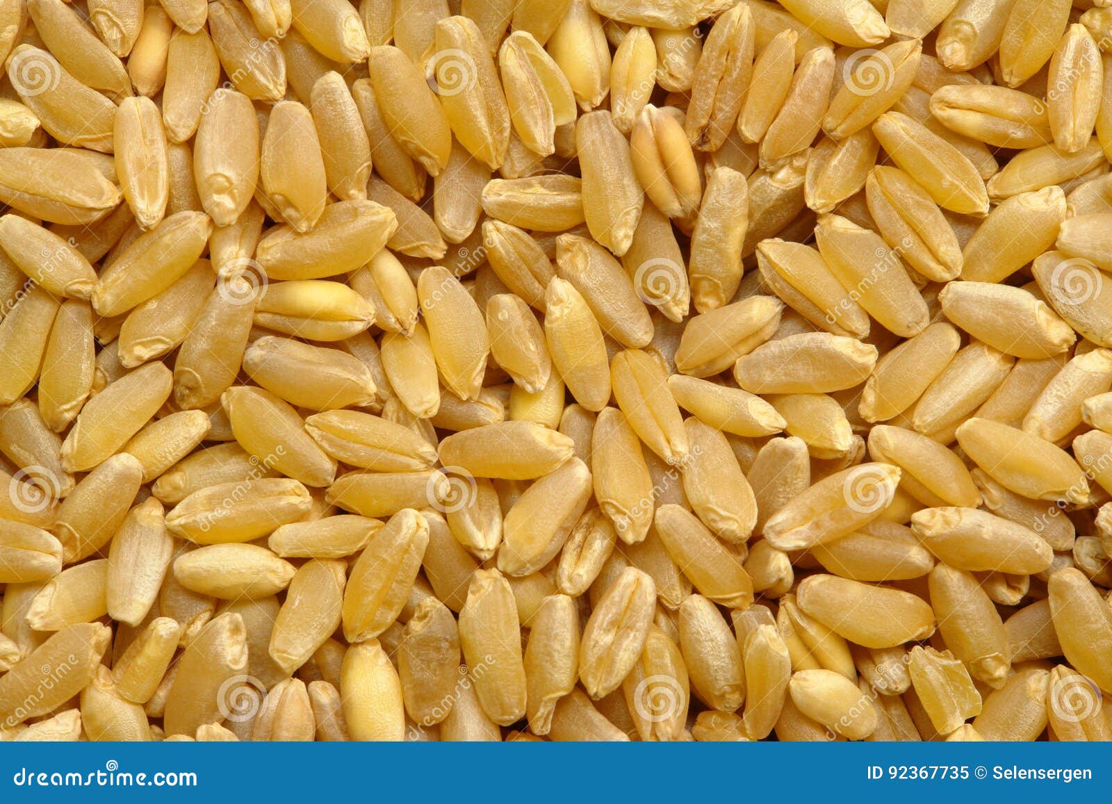 Wheat Grain Texture stock image. Image of healthy, nature - 92367735