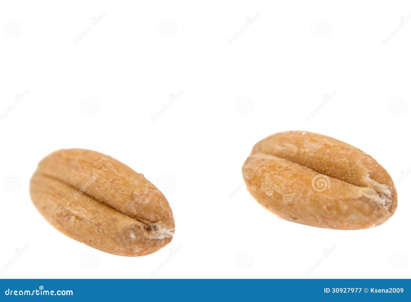 Wheat grain stock image. Image of background, cereal - 30927977