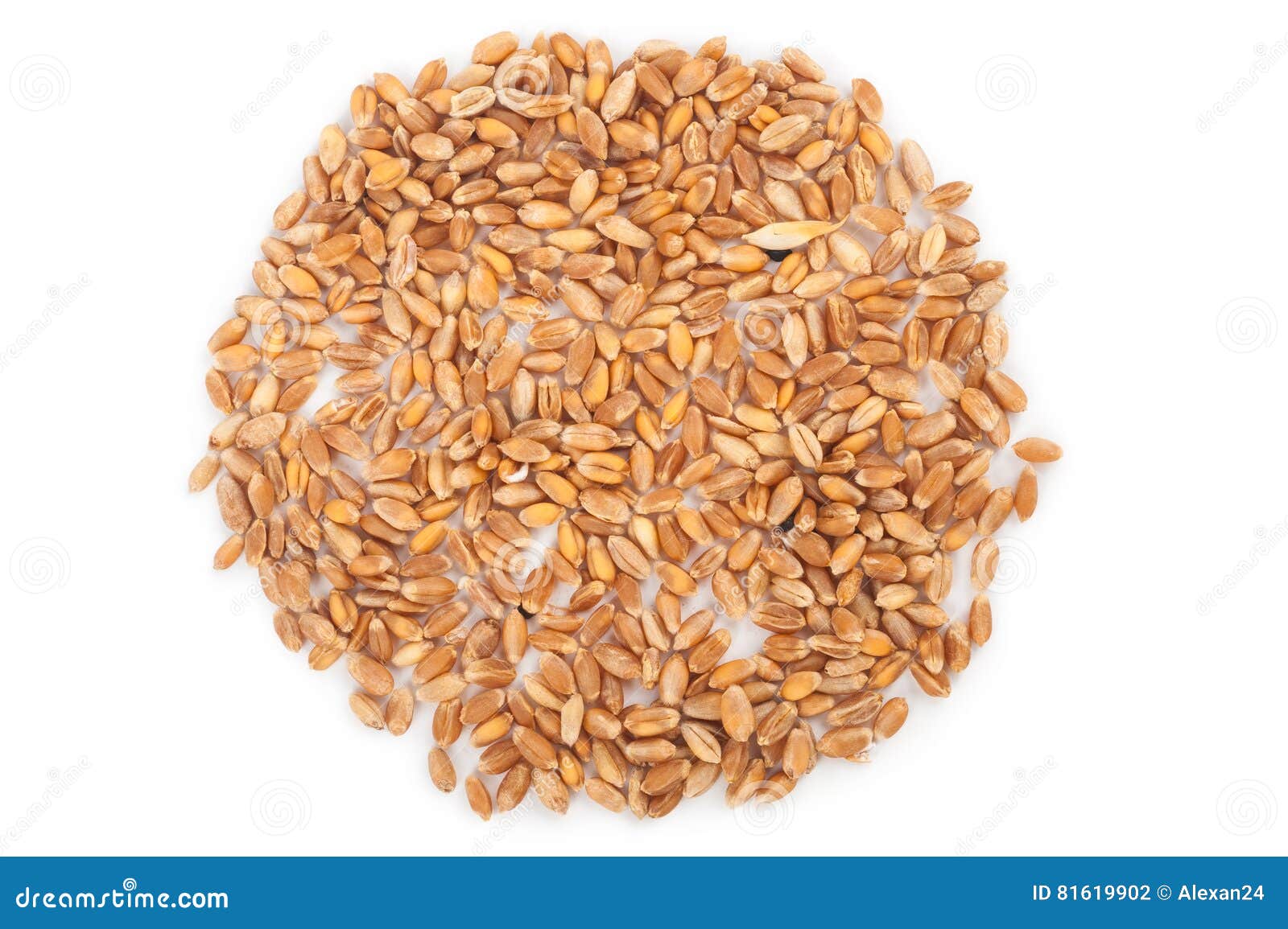 Wheat grain stock photo. Image of bunch, dietary, handful - 81619902