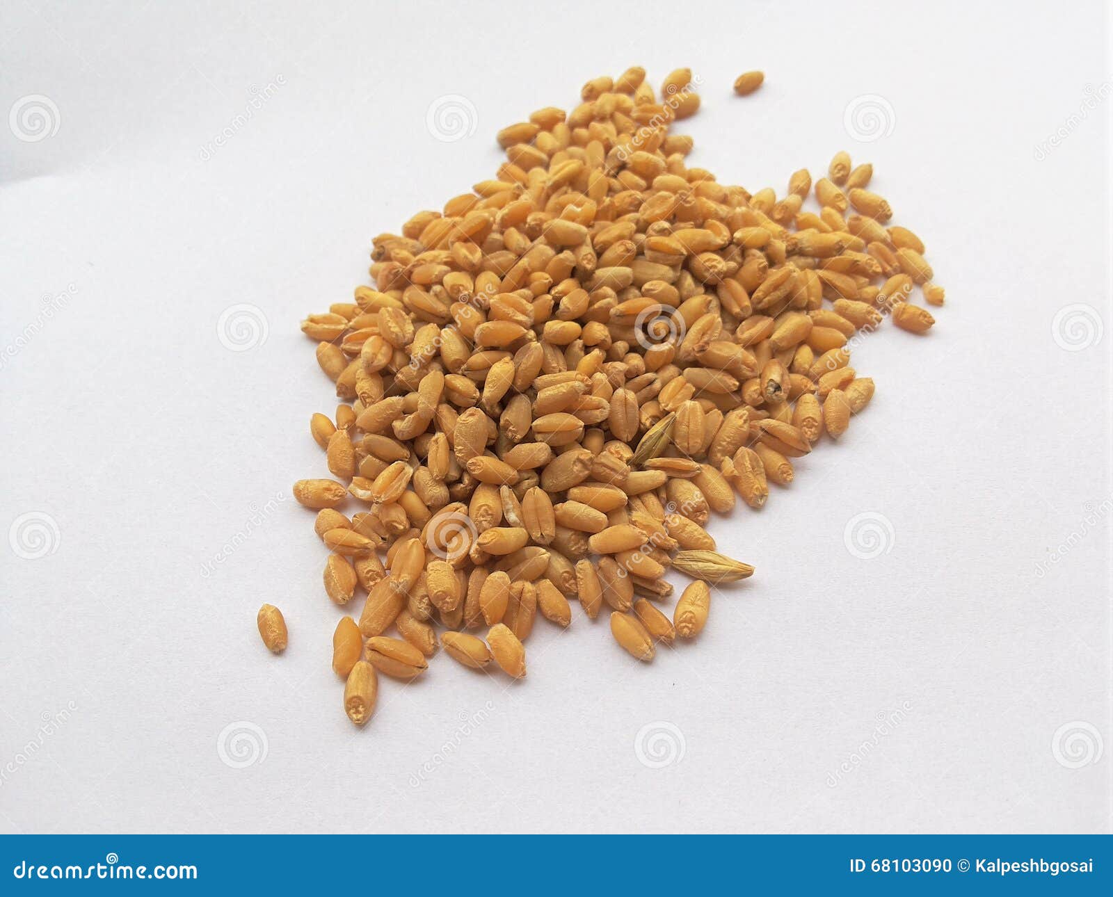 Wheat Grain on White Background Stock Photo - Image of agriculture ...