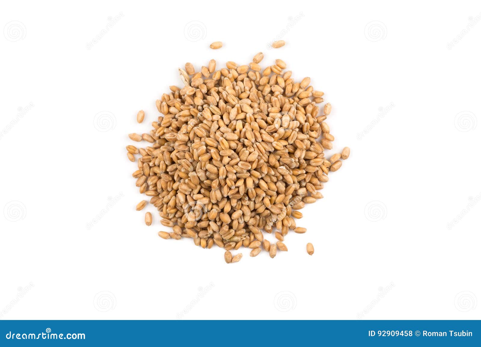 Wheat grain on white stock photo. Image of triticum, spelt - 92909458