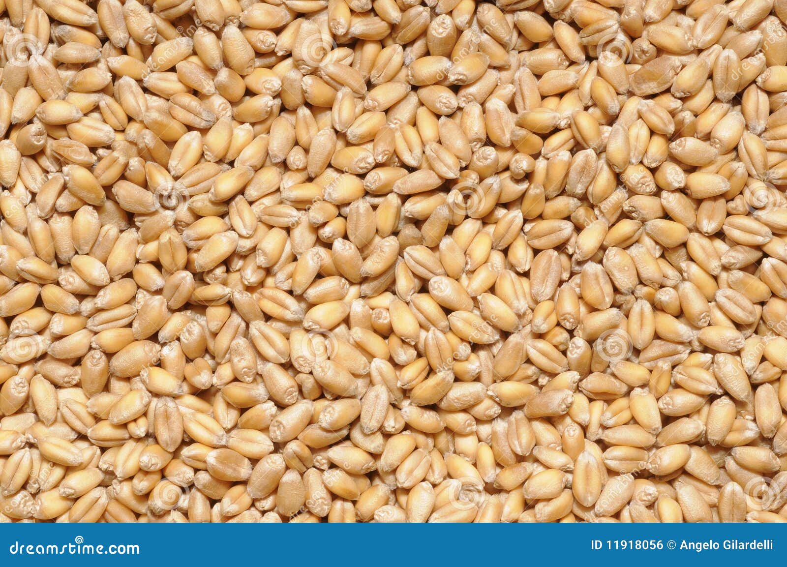 Wheat grains stock photo. Image of background, ingredient - 11918056