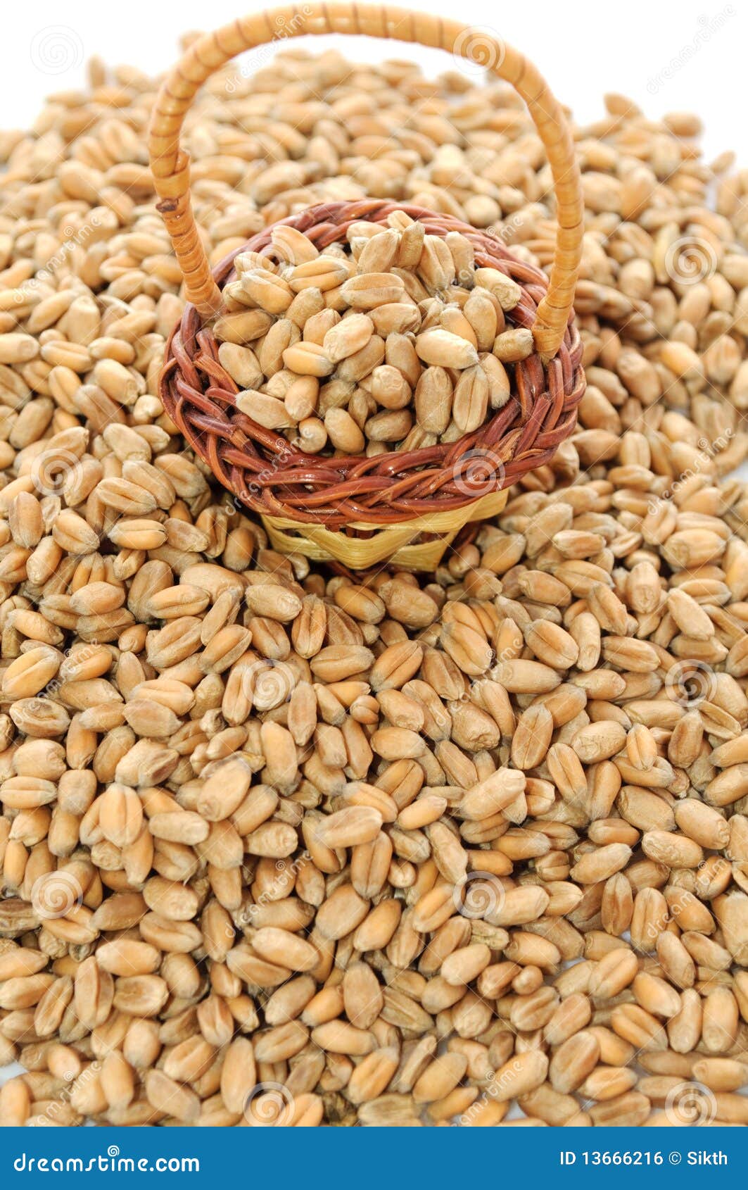 Wheat Grains stock photo. Image of backdrop, cook, natural - 13666216