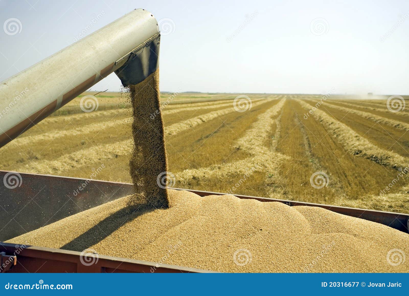 Wheat grains stock image. Image of balkans, growth, rural - 20316677