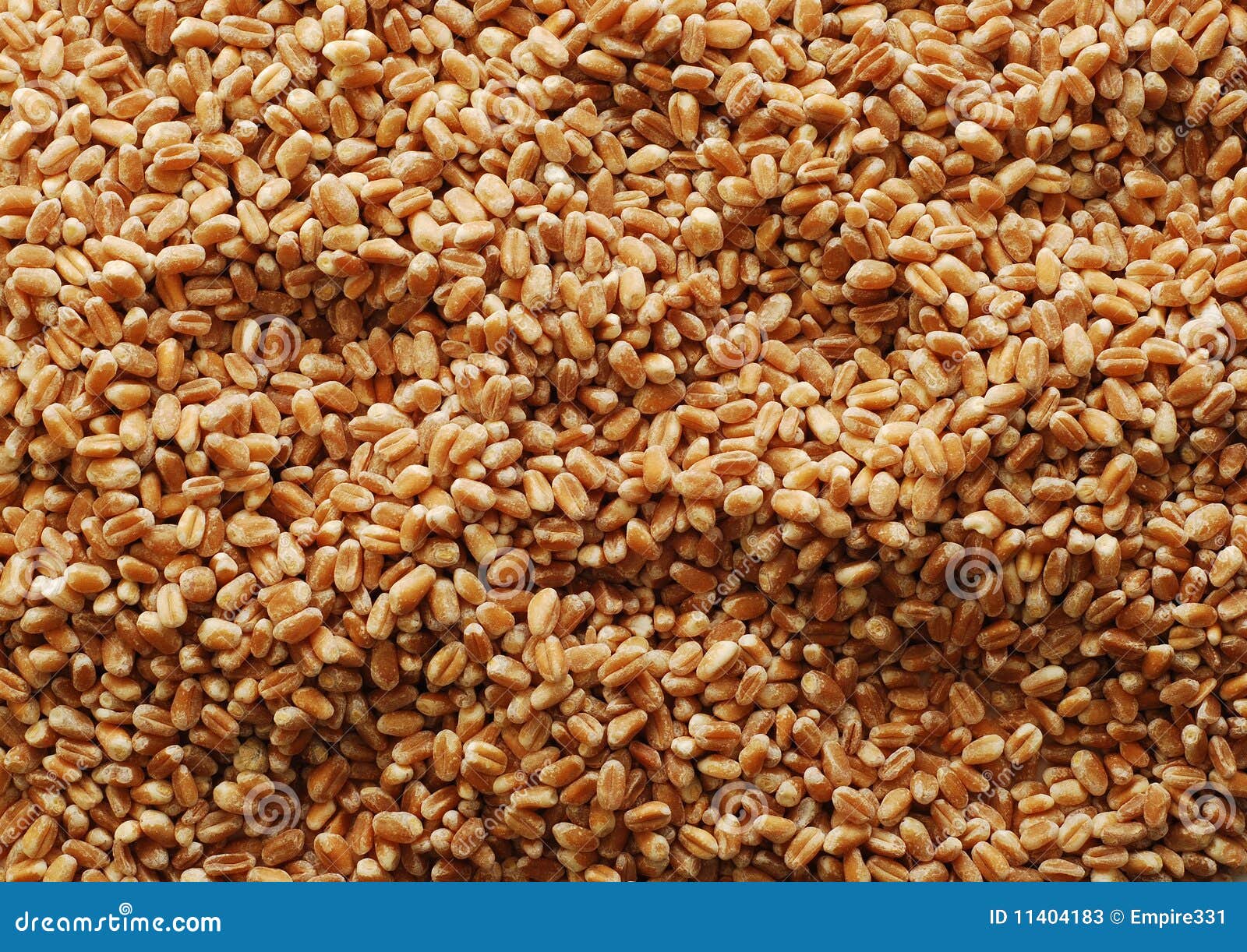Wheat grains background stock image. Image of selection - 11404183
