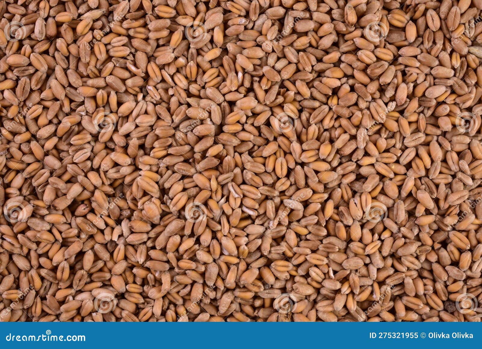 Wheat Grains Background, Seeds Texture, Top View Stock Image - Image of ...