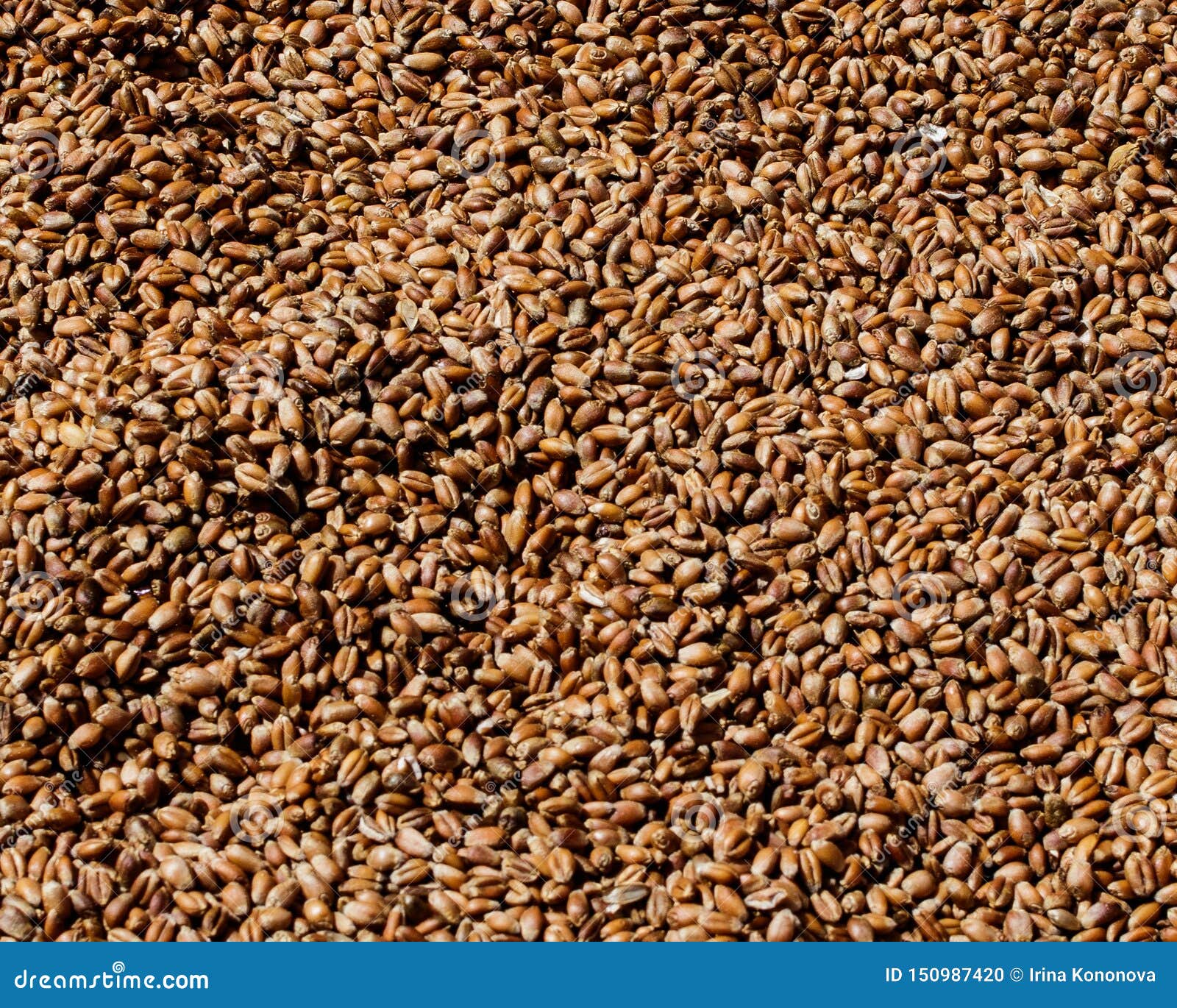 Wheat Grains in Bulk in Bright Sunlight Stock Photo - Image of flour ...