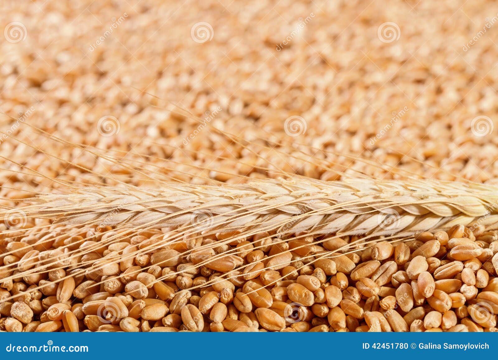 Wheat grains close up stock photo. Image of healthy, meal - 42451780