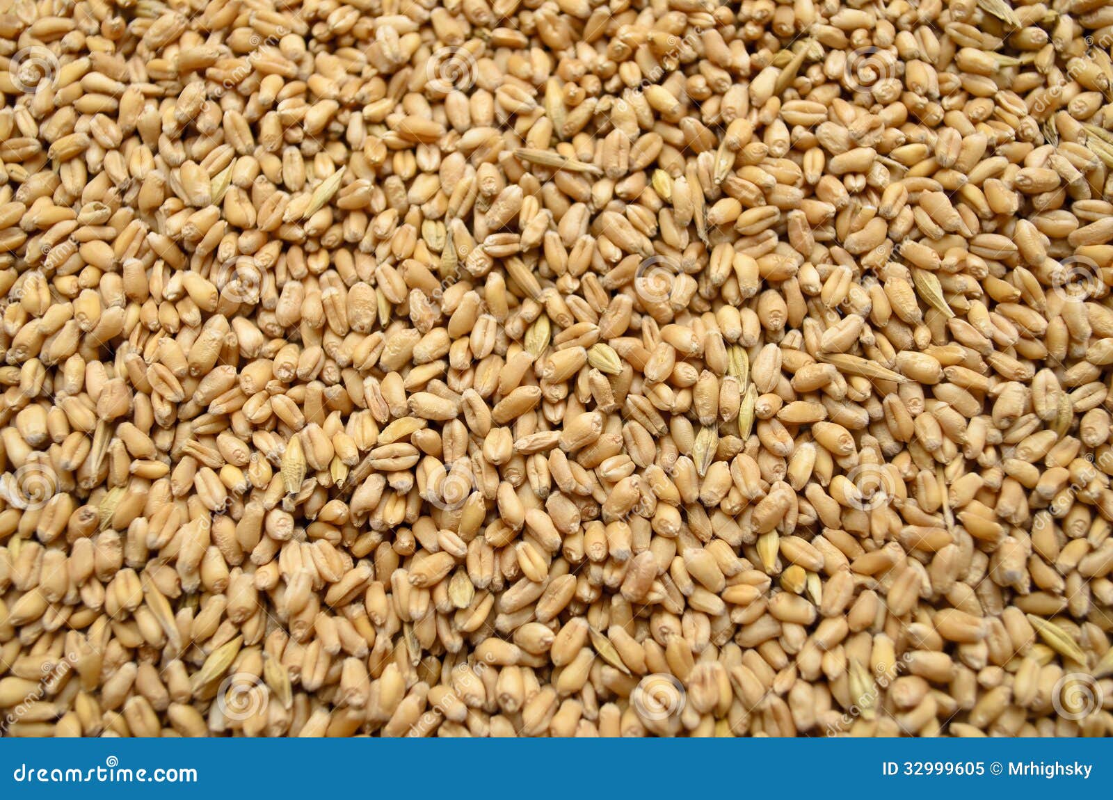 Wheat grains stock image. Image of seeds, flour, ingredient - 32999605