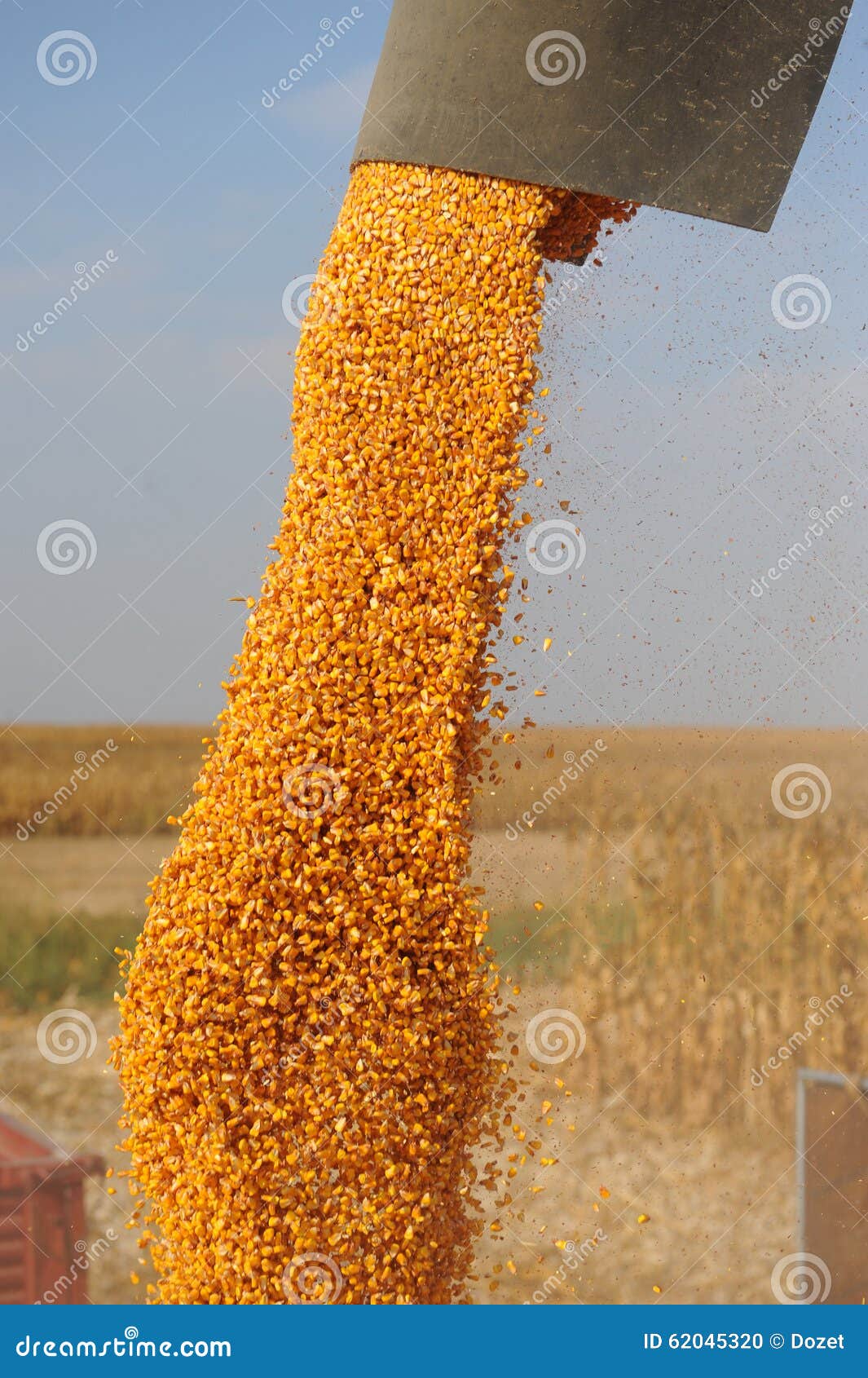 Wheat grains stock photo. Image of nature, growth, reaping - 62045320