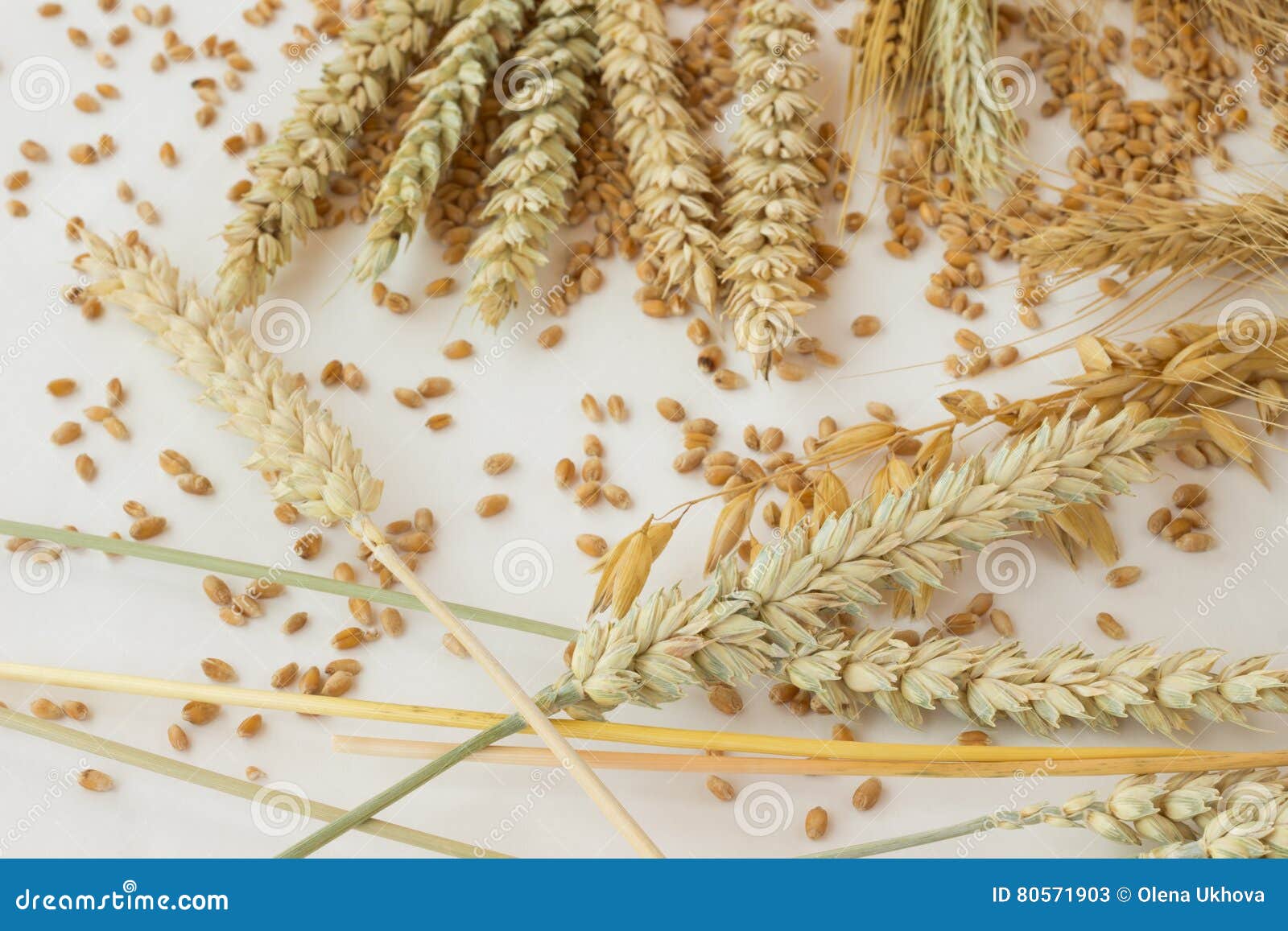 Wheat Grains and Different Varieties of Wheat Stock Image - Image of ...