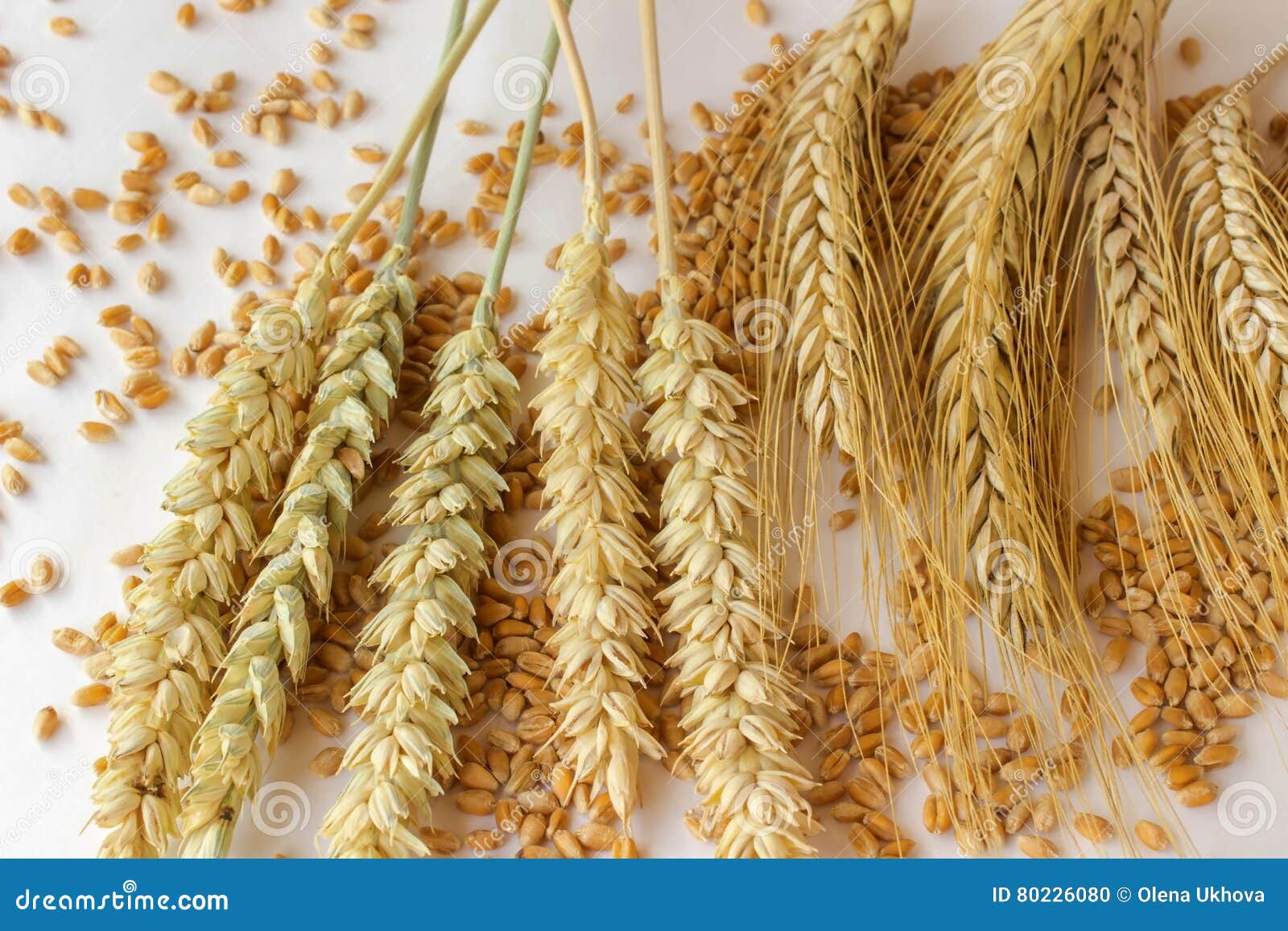 Wheat Grains and Different Varieties of Wheat Stock Photo - Image of ...