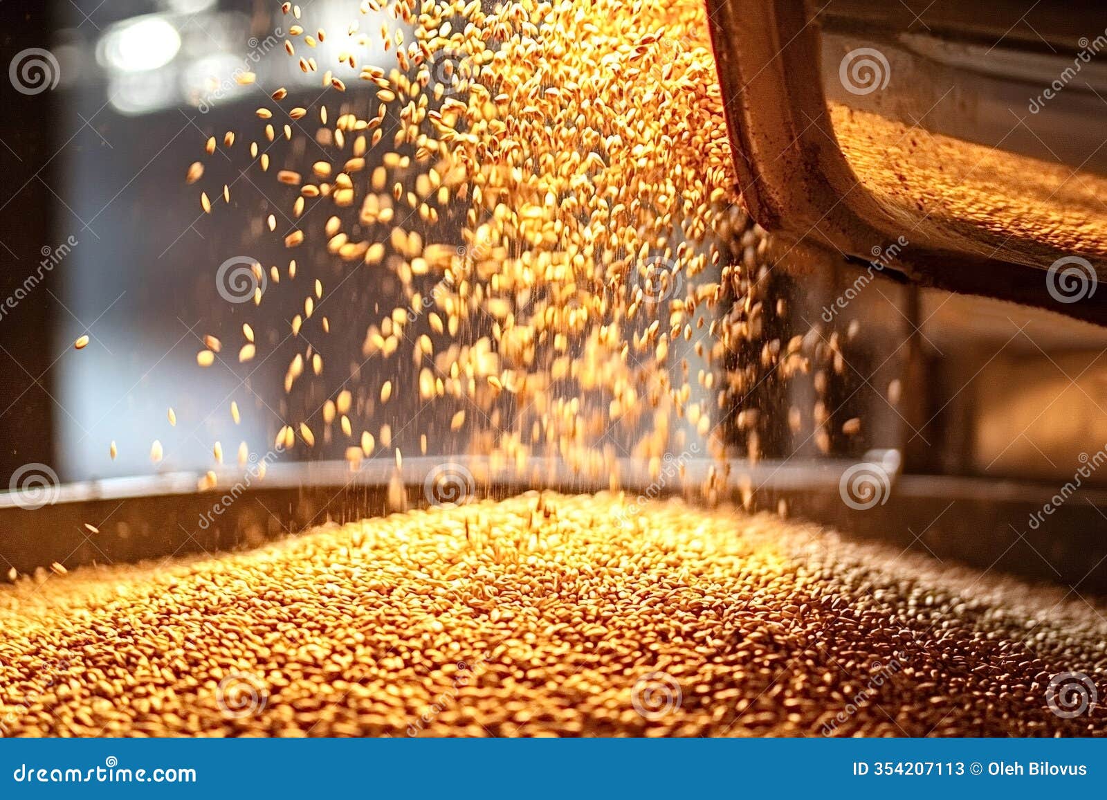 Wheat Grains Falling from Conveyor Belt in Processing Plant Stock Image ...
