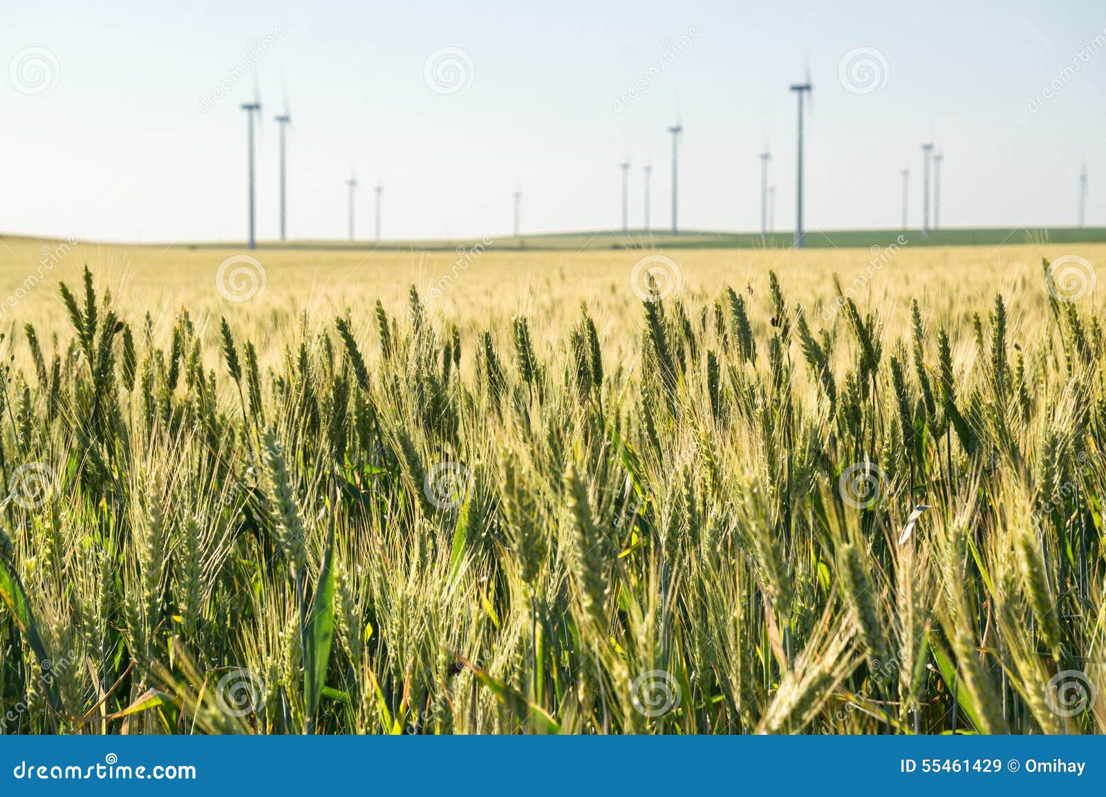Wheat Grains Field with Wind Turbines Stock Image - Image of field ...