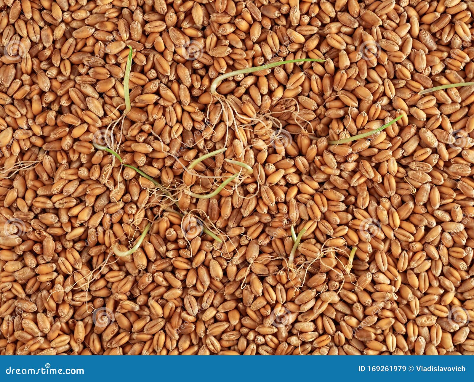 Wheat Grains for Germination and Sprouted Grains on the Surface of the ...