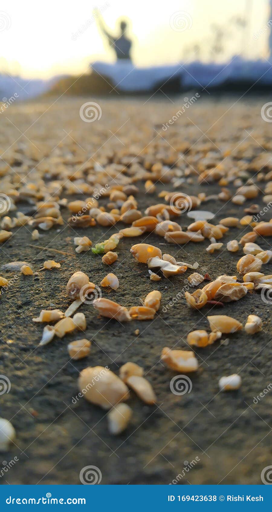 Wheat Grains on the Ground Fall Down Stock Photo - Image of cups ...