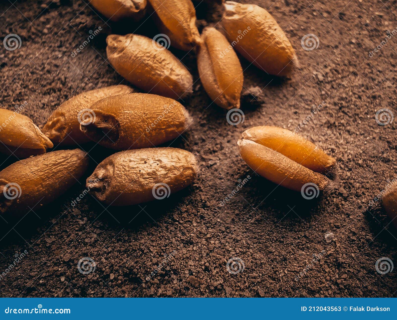 Wheat grains on the ground stock image. Image of grain - 212043563