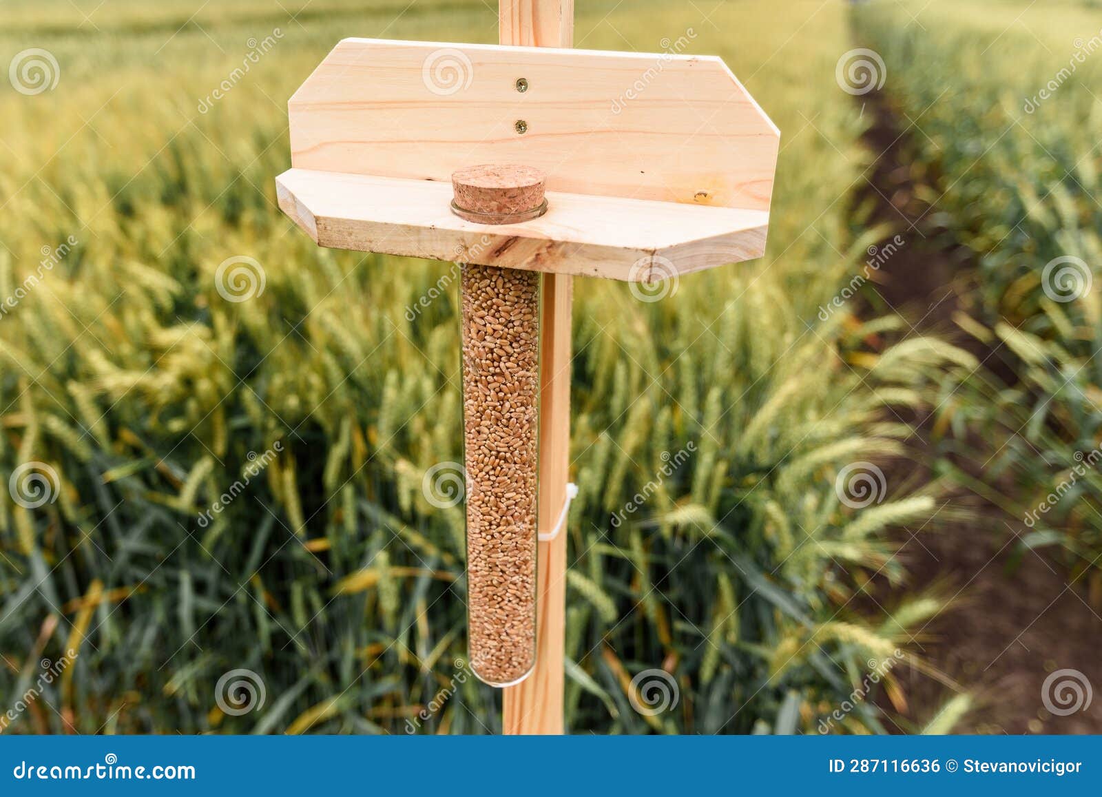 Wheat Grains in Plastic Tube As Seed Sample Stock Photo - Image of ...