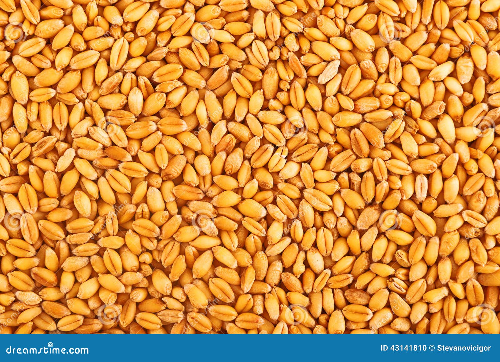 Wheat grains stock photo. Image of agribusiness, seed - 43141810