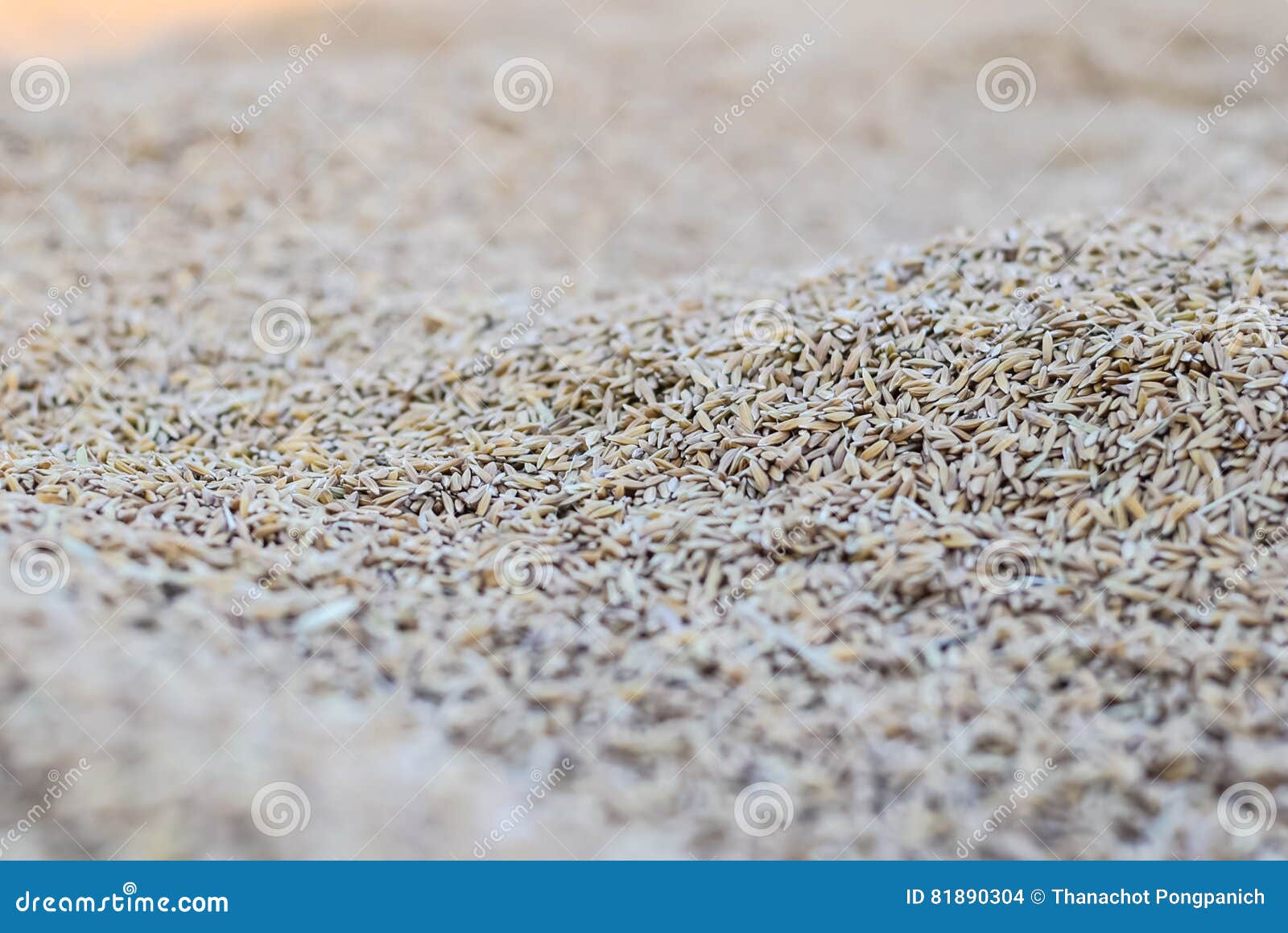Wheat grains stock photo. Image of feeds, rice, harvest - 81890304