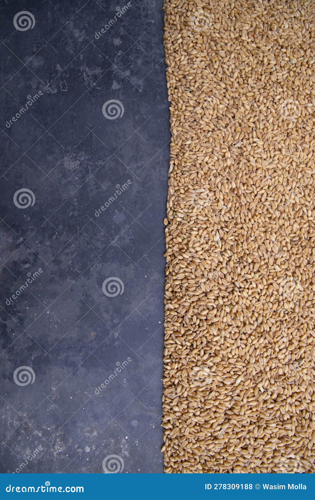 Wheat Grains Seeds with Concrete Floor Text Space Stock Photo - Image ...