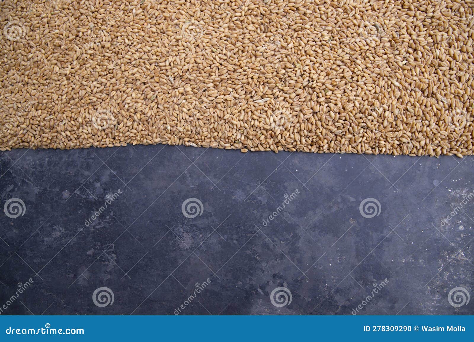 Wheat Grains Seeds with Concrete Floor Text Space Stock Photo - Image ...