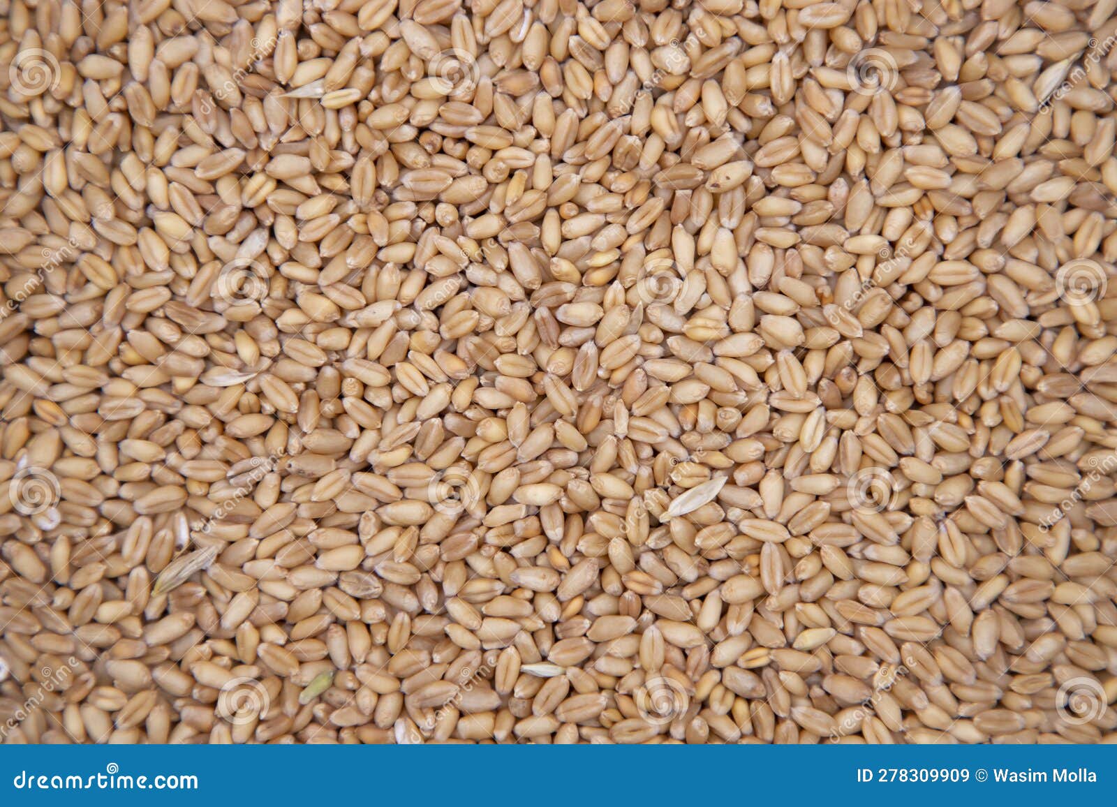 Wheat Grains Seeds Pattern Texture Can Be Used As a Background Stock ...