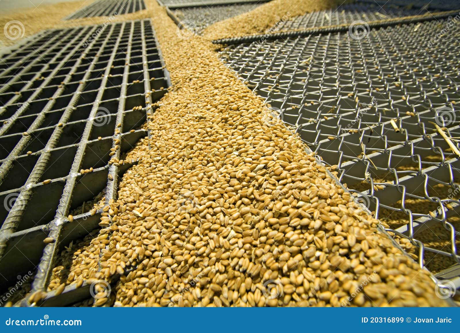 Wheat Grains on the Silo Grid Stock Image - Image of food, facility ...