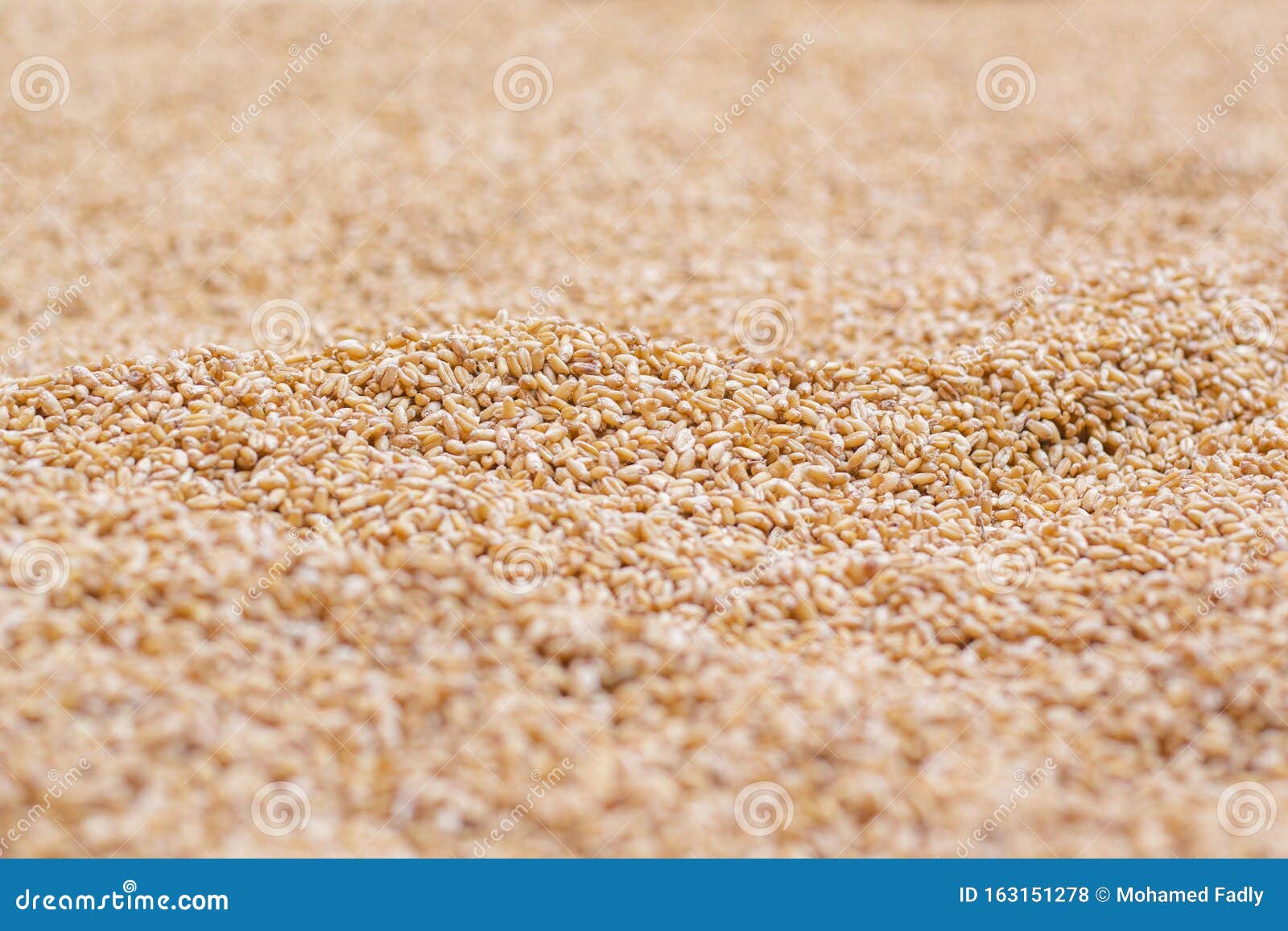 Wheat Grains Stack Closeup stock photo. Image of farmers - 163151278