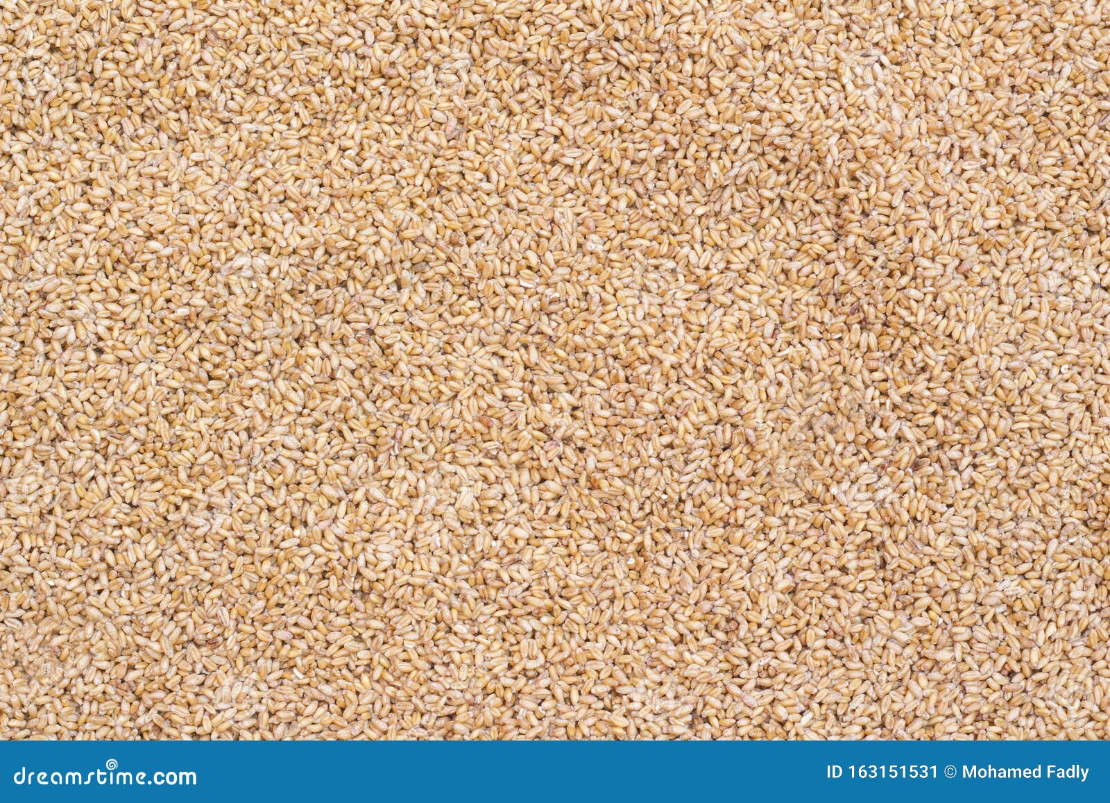 Wheat Grains Stack Closeup stock image. Image of farming - 163151531