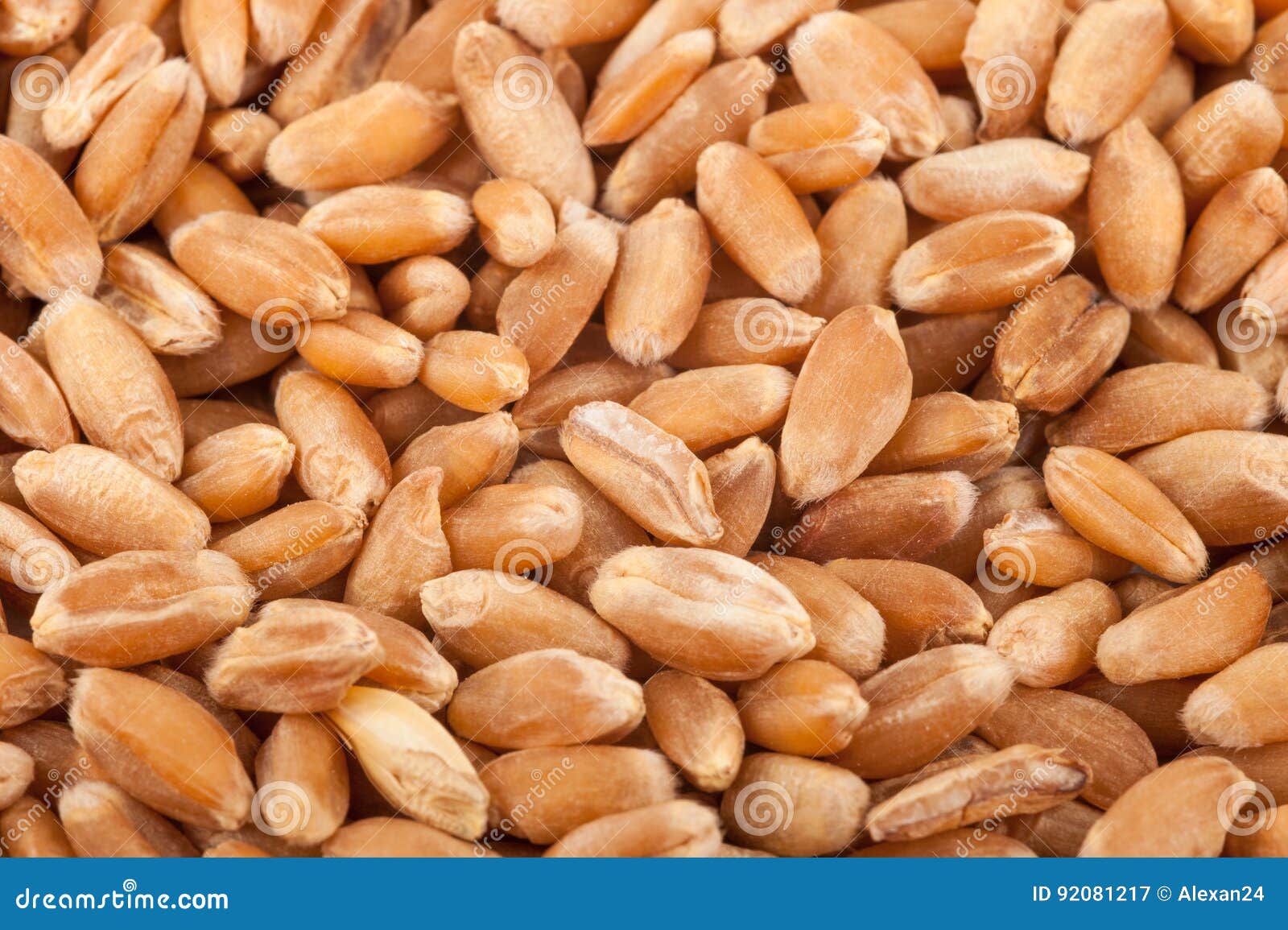 Wheat Grains Texture. Macro Stock Image - Image of macro, season: 92081217