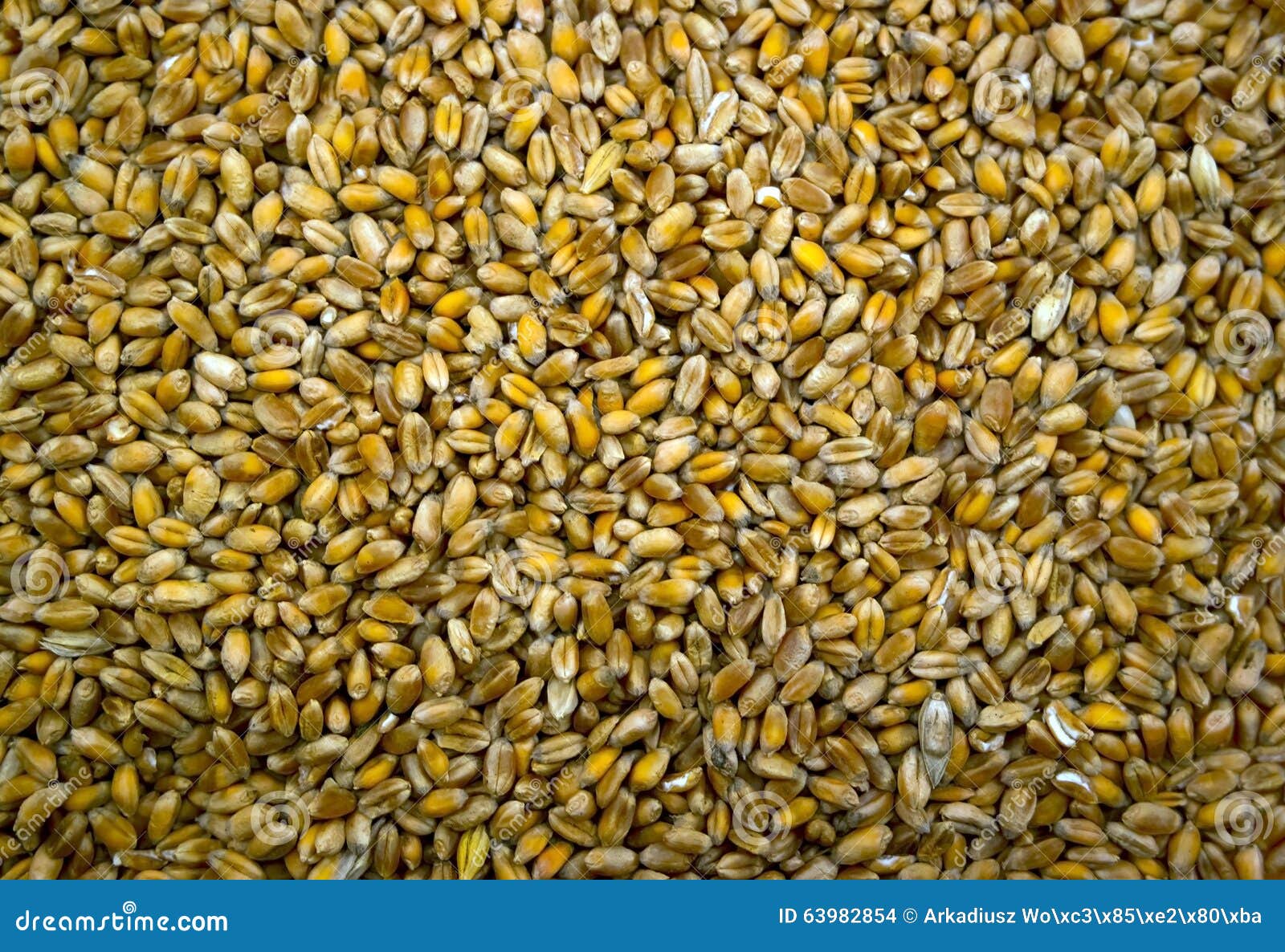 Wheat grains texture stock photo. Image of seed, bread - 63982854
