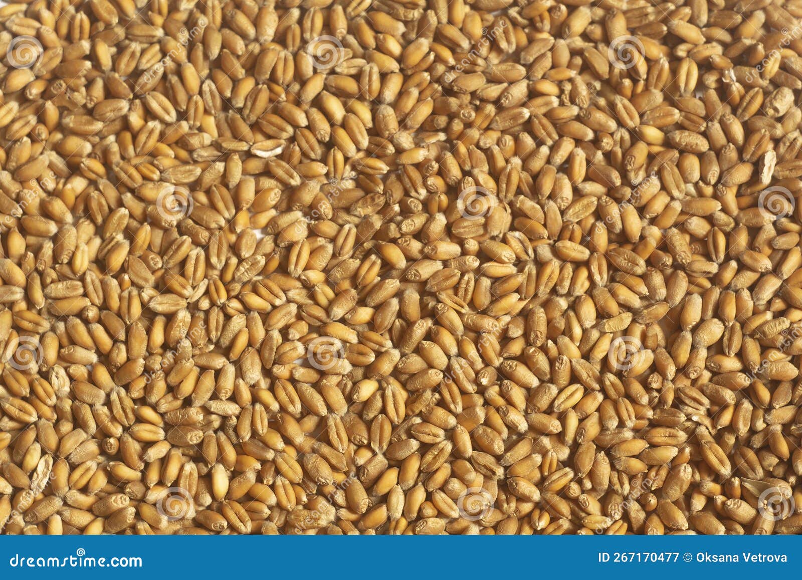 Wheat Grains Top View, Texture Stock Image - Image of life, wheat ...