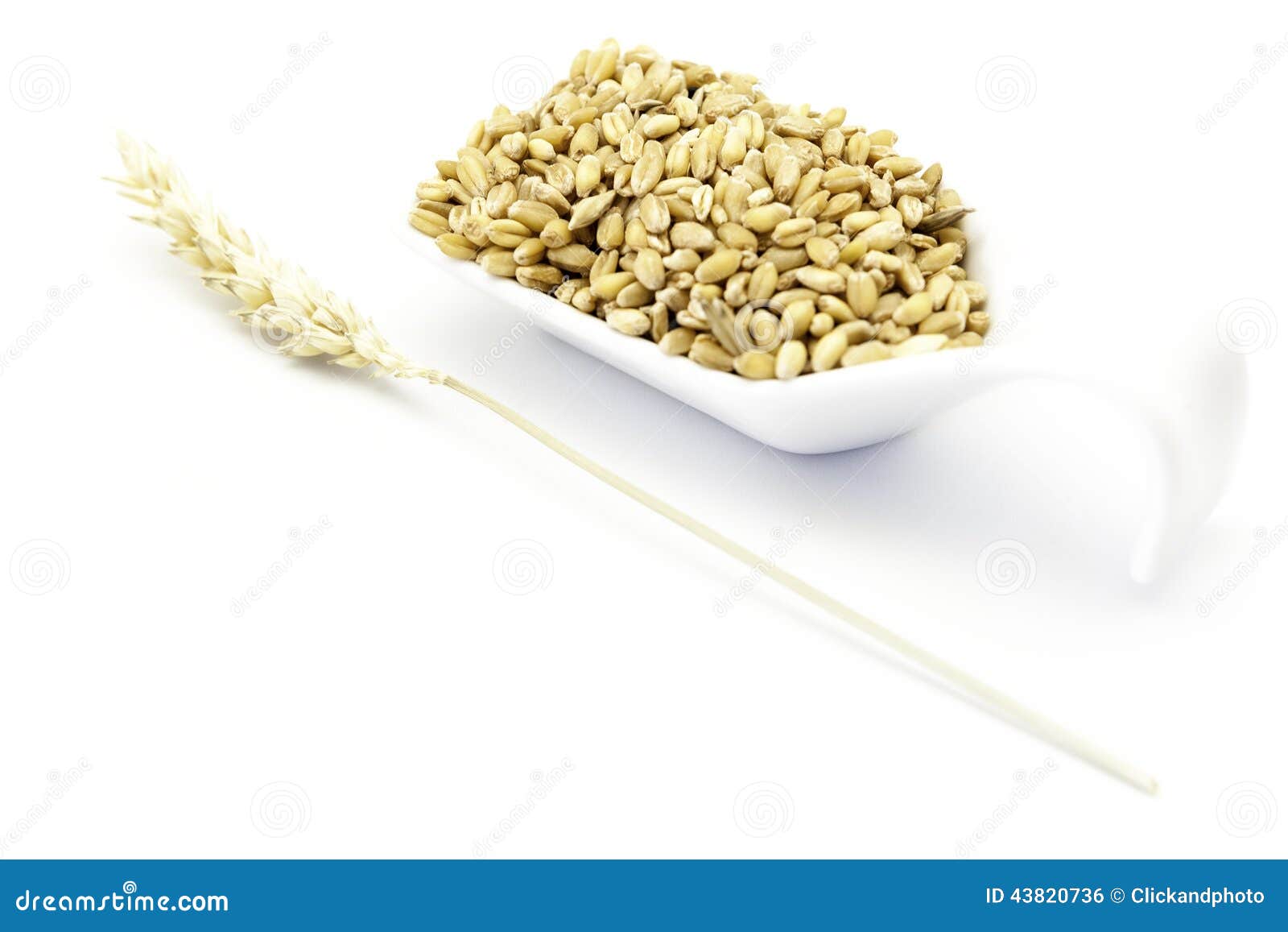 Wheat Grains and Wheat Sprig Stock Photo - Image of seed, natural: 43820736