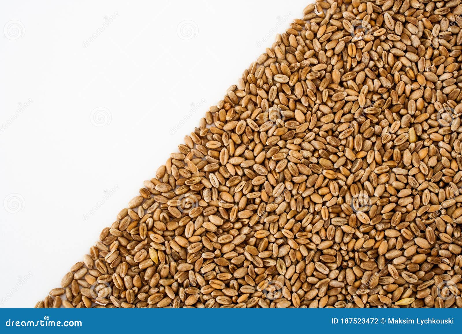 Wheat Grains on a White Background Stock Photo - Image of grow, growing ...