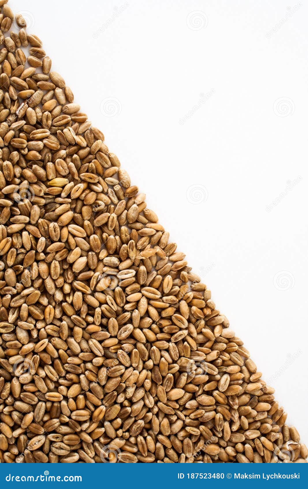 Wheat Grains on a White Background Stock Photo - Image of dietary ...