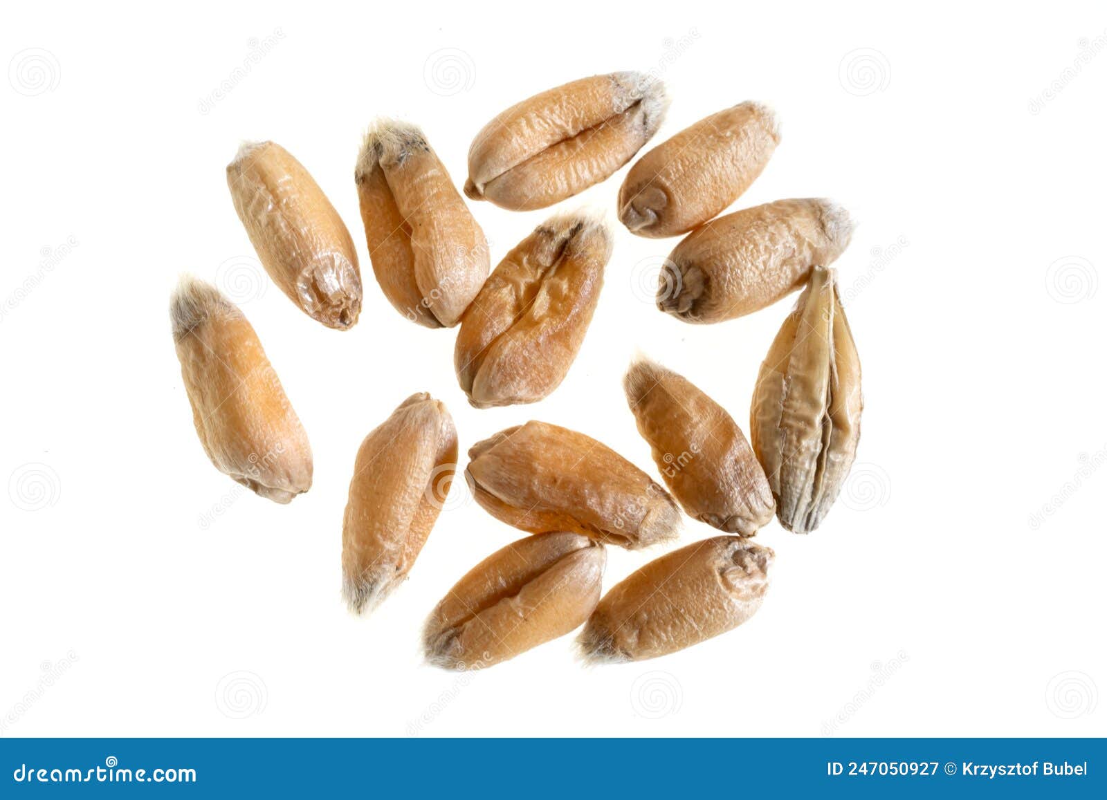 Wheat Grains on a White Isolated Background Stock Image - Image of ...