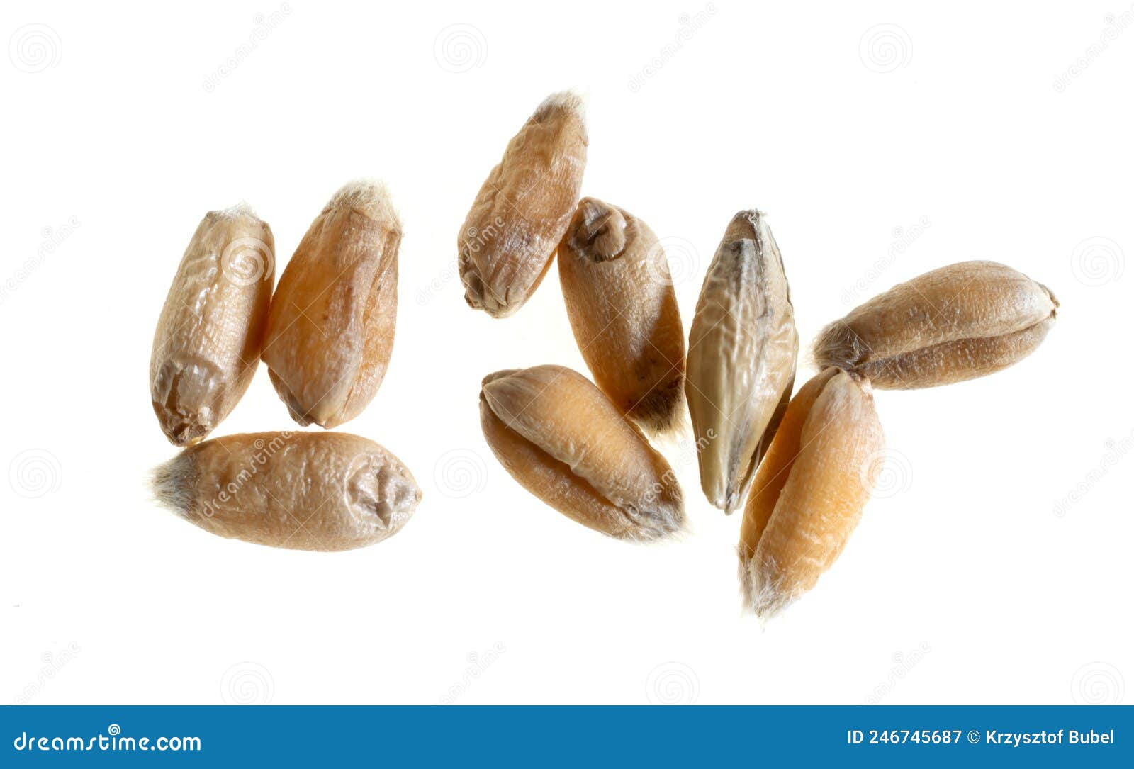 Wheat Grains on a White Isolated Background Stock Image - Image of ...