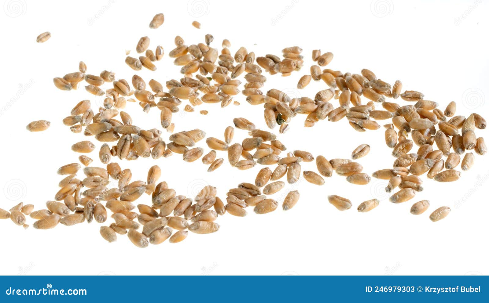 Wheat Grains on a White Isolated Background Stock Image - Image of ...