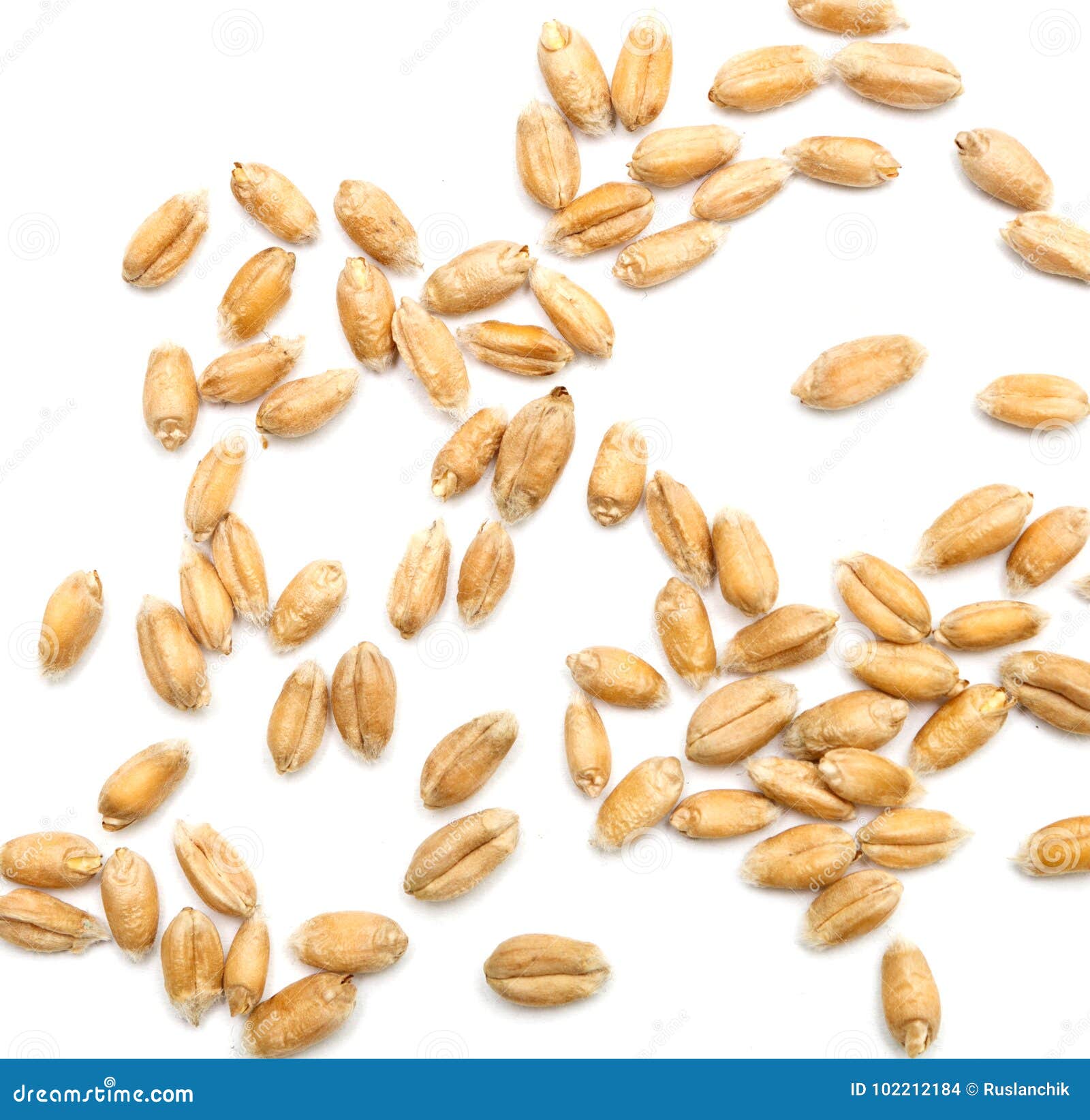 Wheat grains on white stock photo. Image of natural - 102212184